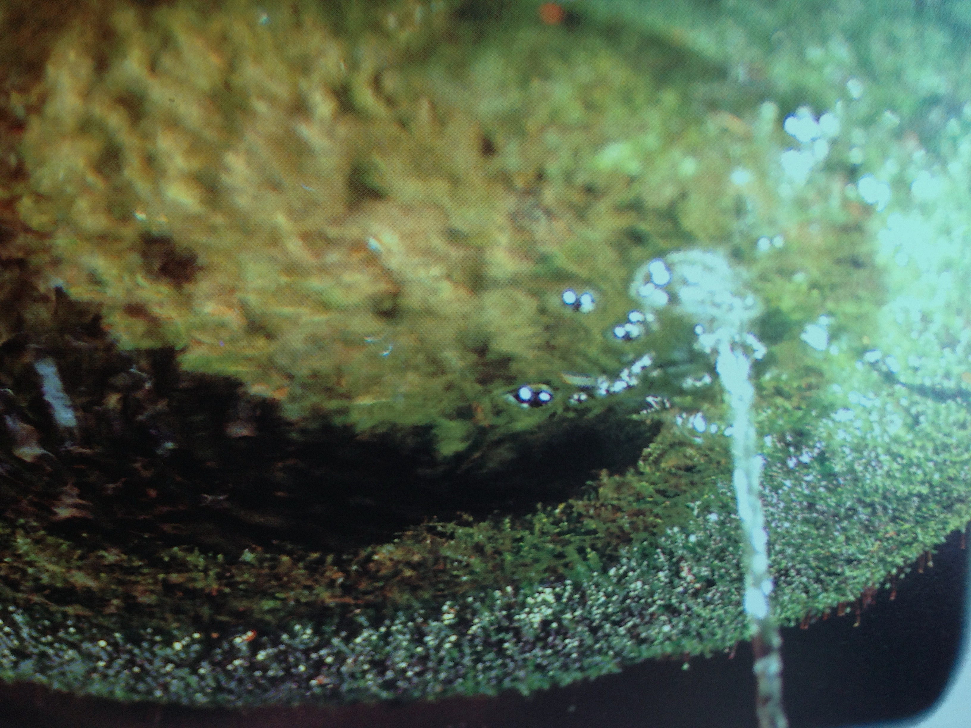 japanese water | The Black Narcissus