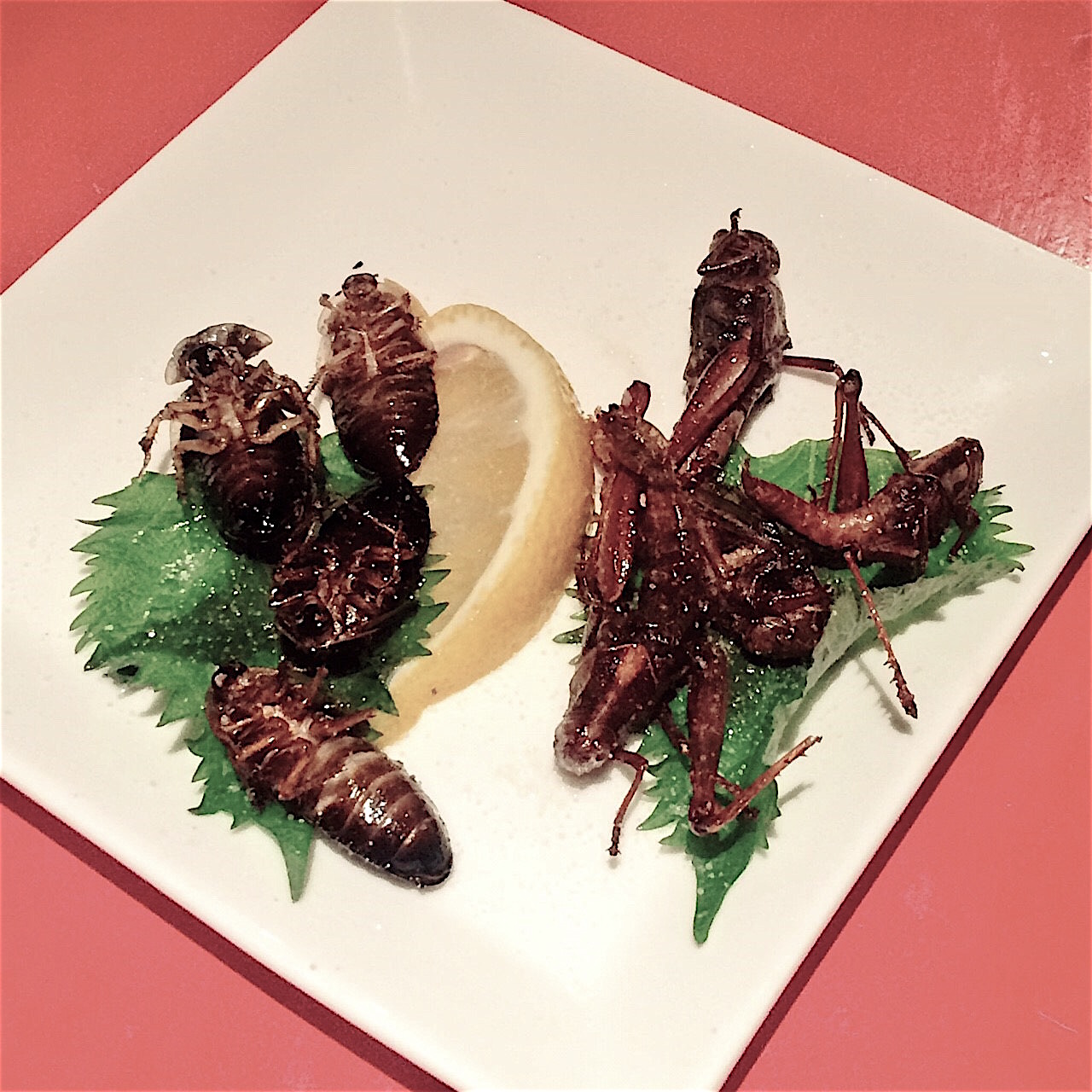 Cockroach Dishes