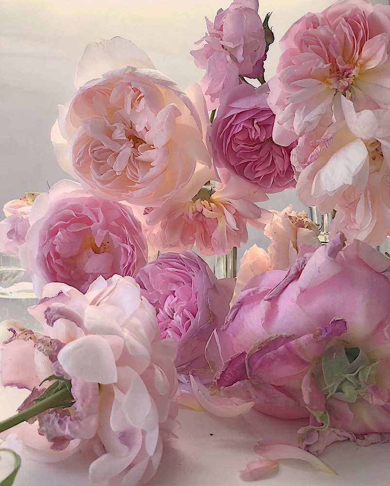 GALA ROSE : : : : ROSARINE by DUSITA (2023) | The Black Narcissus