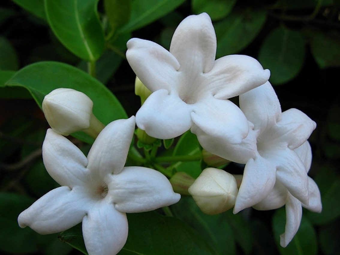 THE FLOWERS AT NIGHT : :: STEPHANOTIS TOILET WATER by CULPEPER, FLORIS ...
